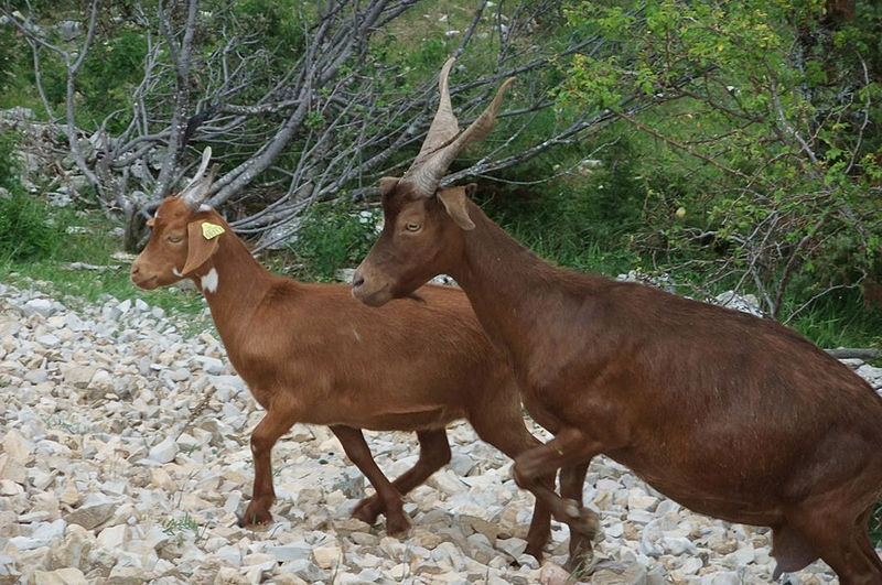 Rove Goat - Breed Profile - Goat Journal